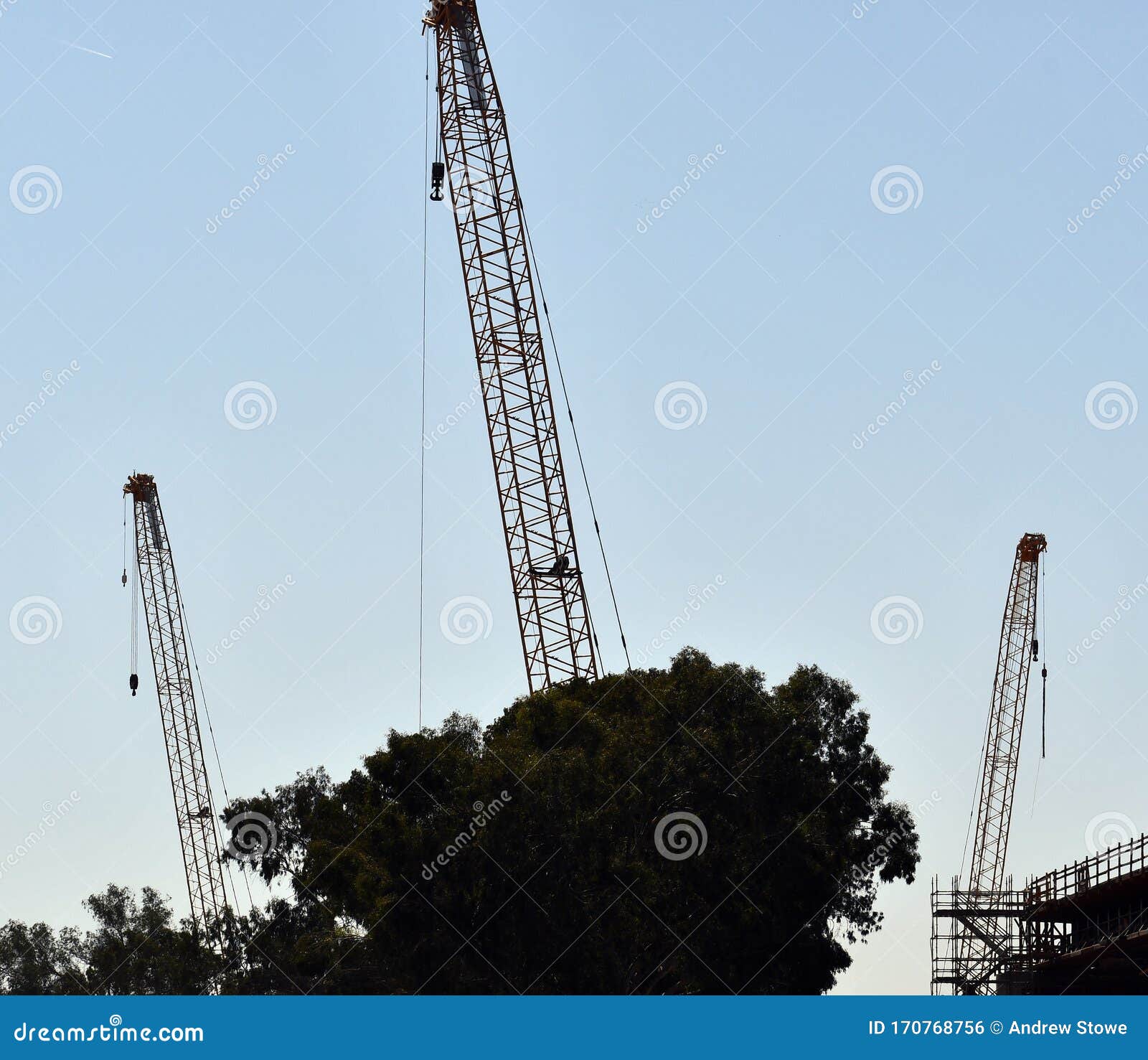 Three Cranes Against The Backdrop Of A Sunset Sky Almost Free Of Clouds ...