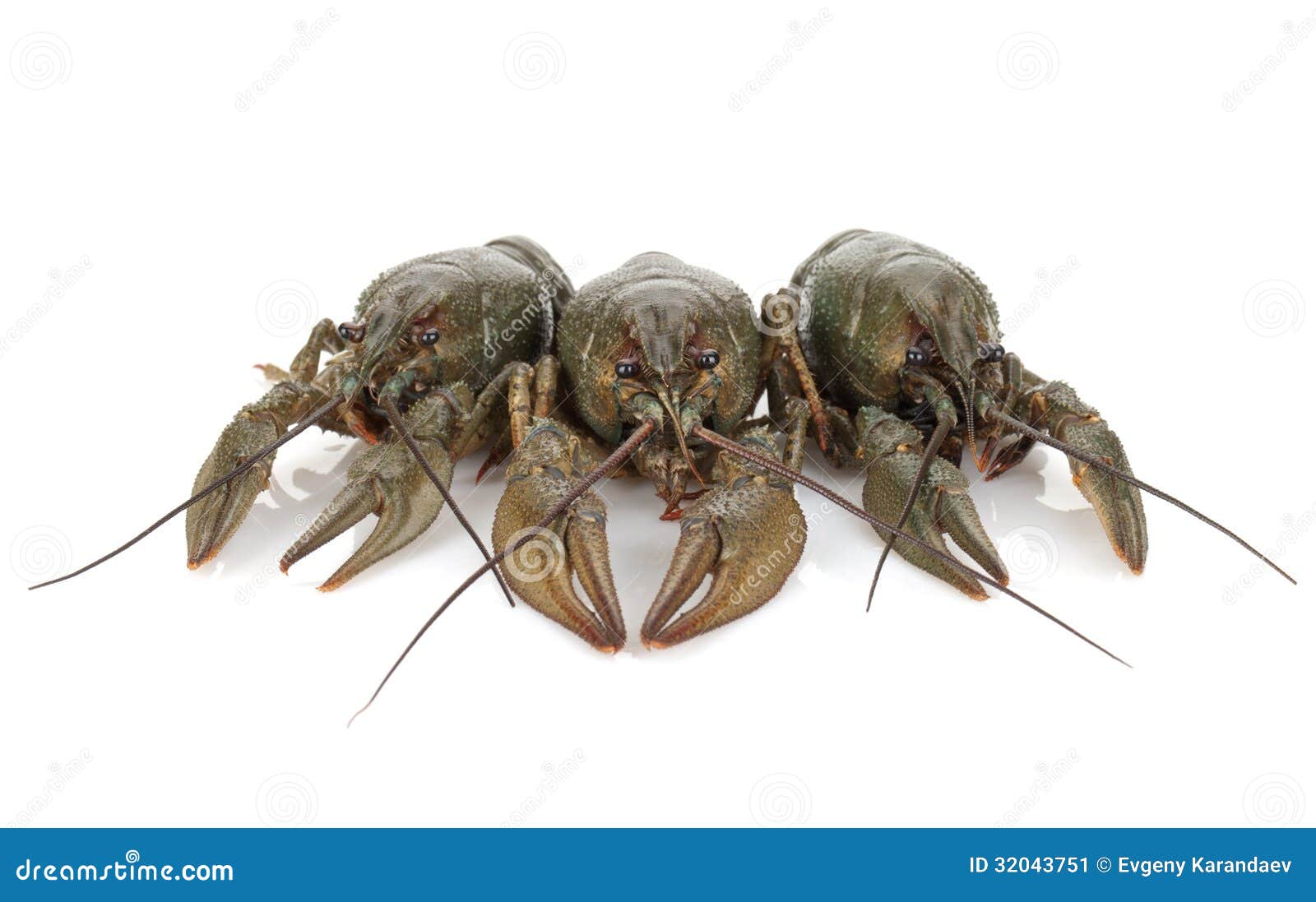 Three crayfishes stock image. Image of invertebrate, freshness - 32043751