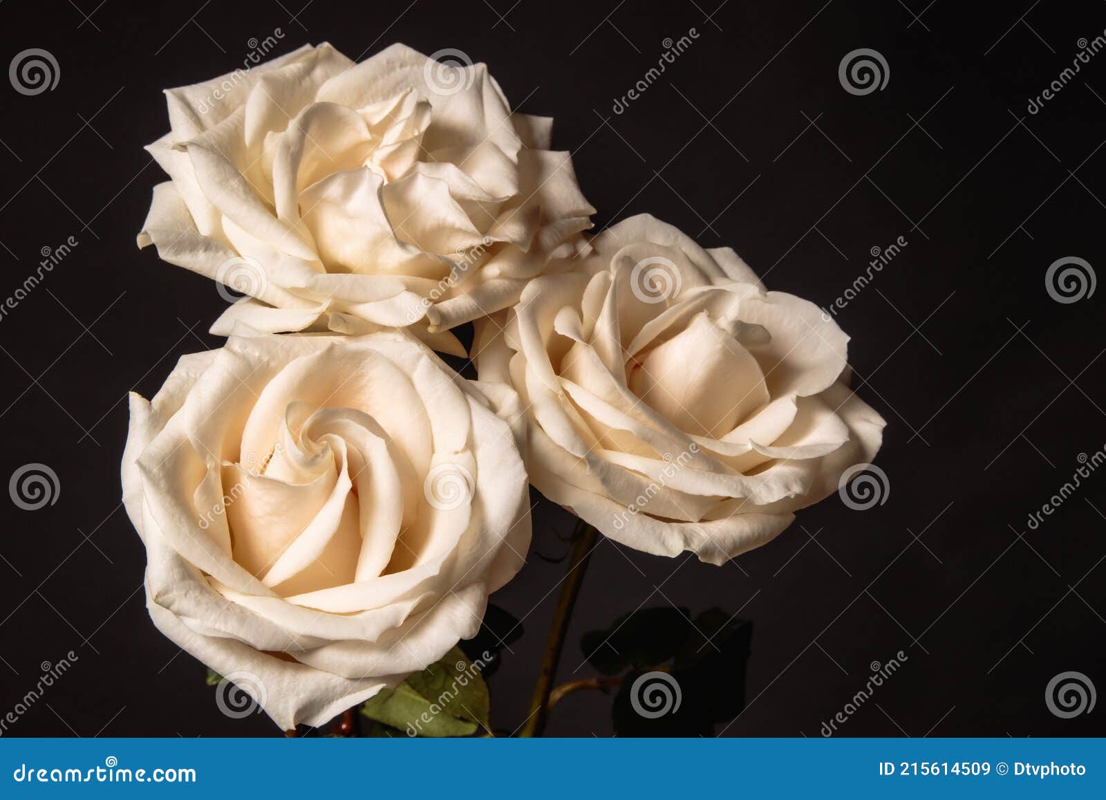 Three Cream Roses on Dark Background Stock Image - Image of flores ...