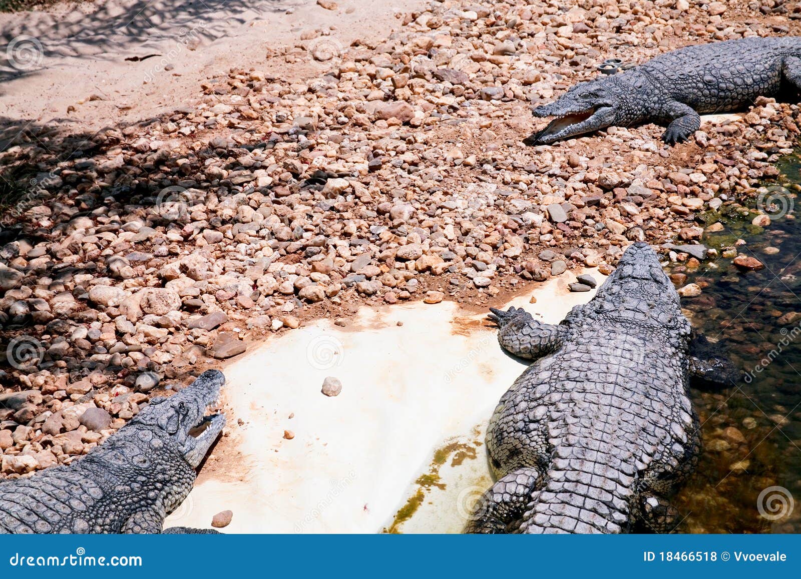 Three Crocodiles in Hot Day Stock Photo - Image of water, summer: 18466518