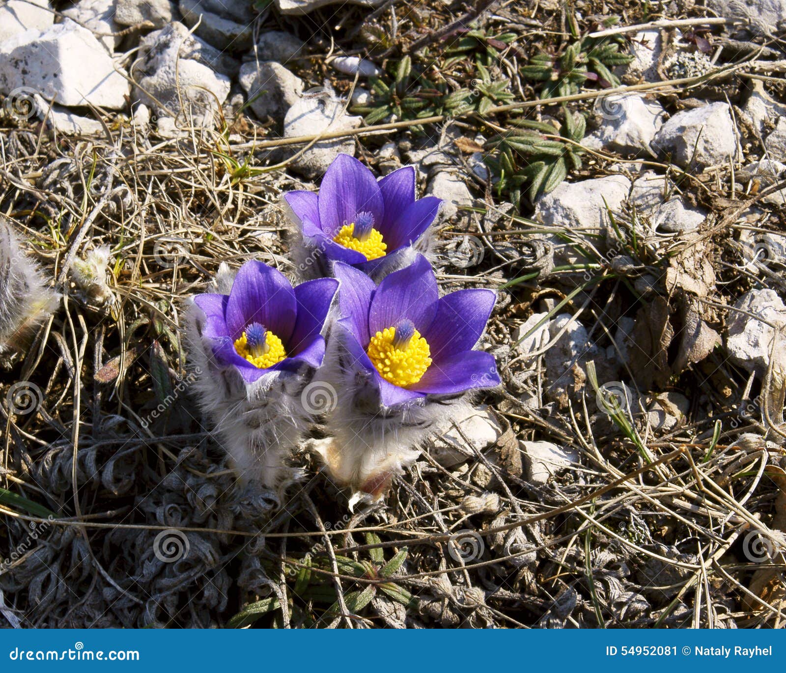 Three crocuses stock image. Image of group, green, nature - 54952081