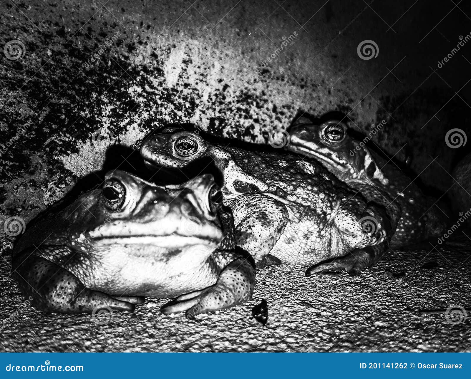 Three Crouching Toads Waiting for Delicious Insects Stock Photo - Image ...