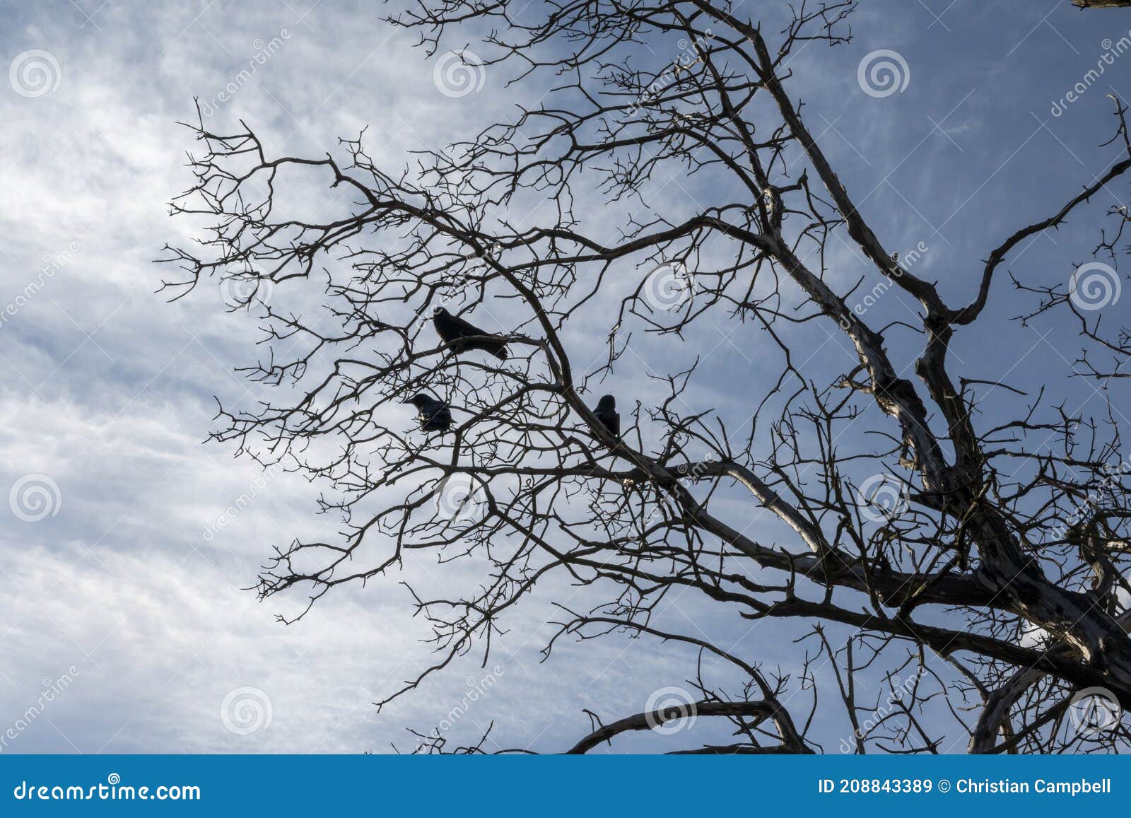 Three Crows in Bare Trees during Winter Stock Image - Image of state ...