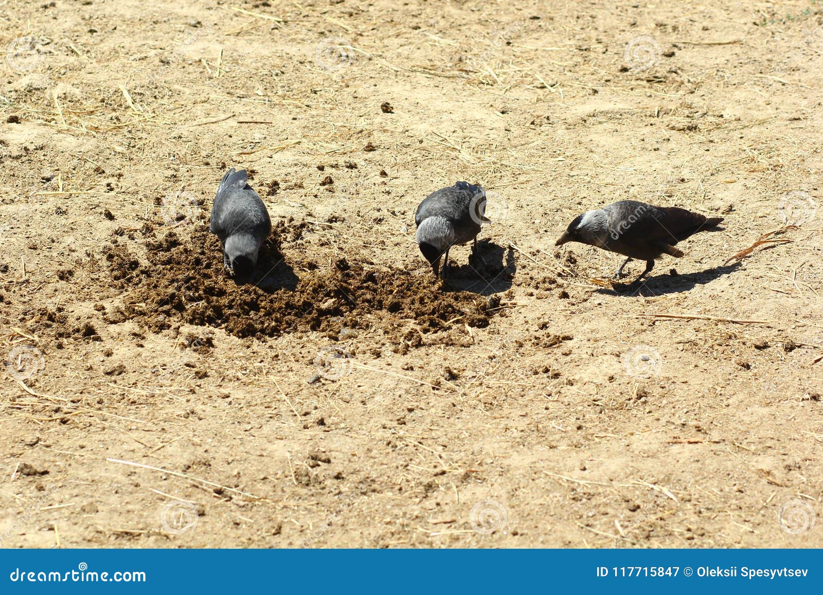 Three Crows Eating Animals` Excrements Stock Image - Image of bird ...