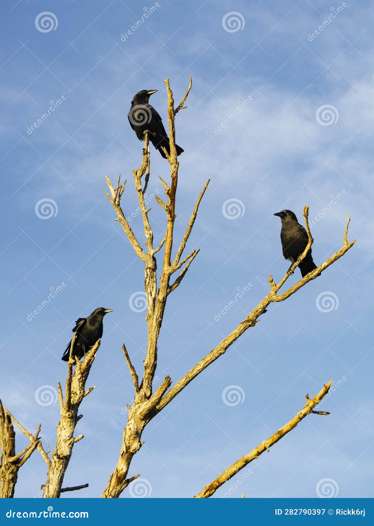 Three Crows Perched on a Bare Tree with Blue Sky Background Stock Image ...