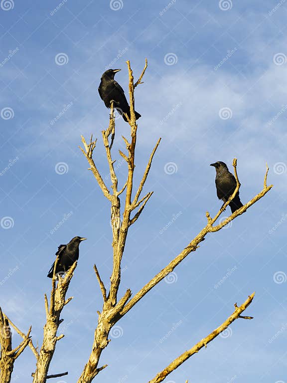 Three Crows Perched on a Bare Tree with Blue Sky Background Stock Image ...