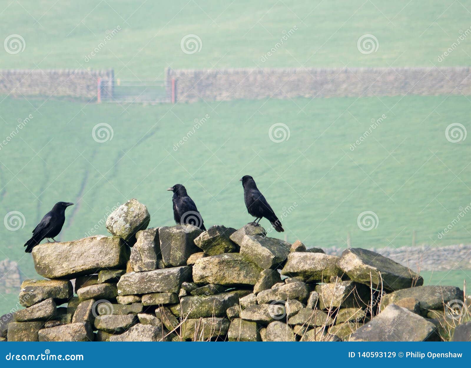 Three Crows Sitting On The Barb Wire Royalty-Free Stock Photo ...