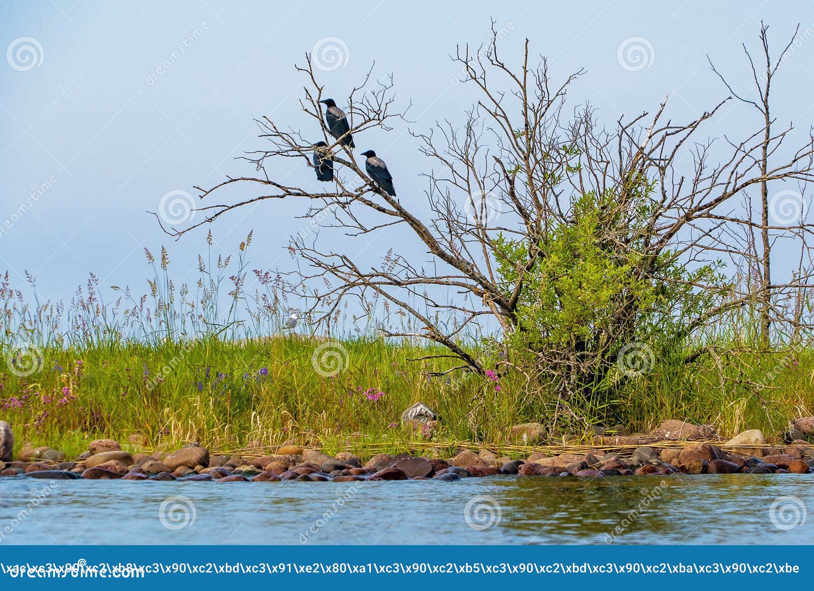 Three Crows are Sitting on a Dry Tree on the Shore of Lake Ladoga ...