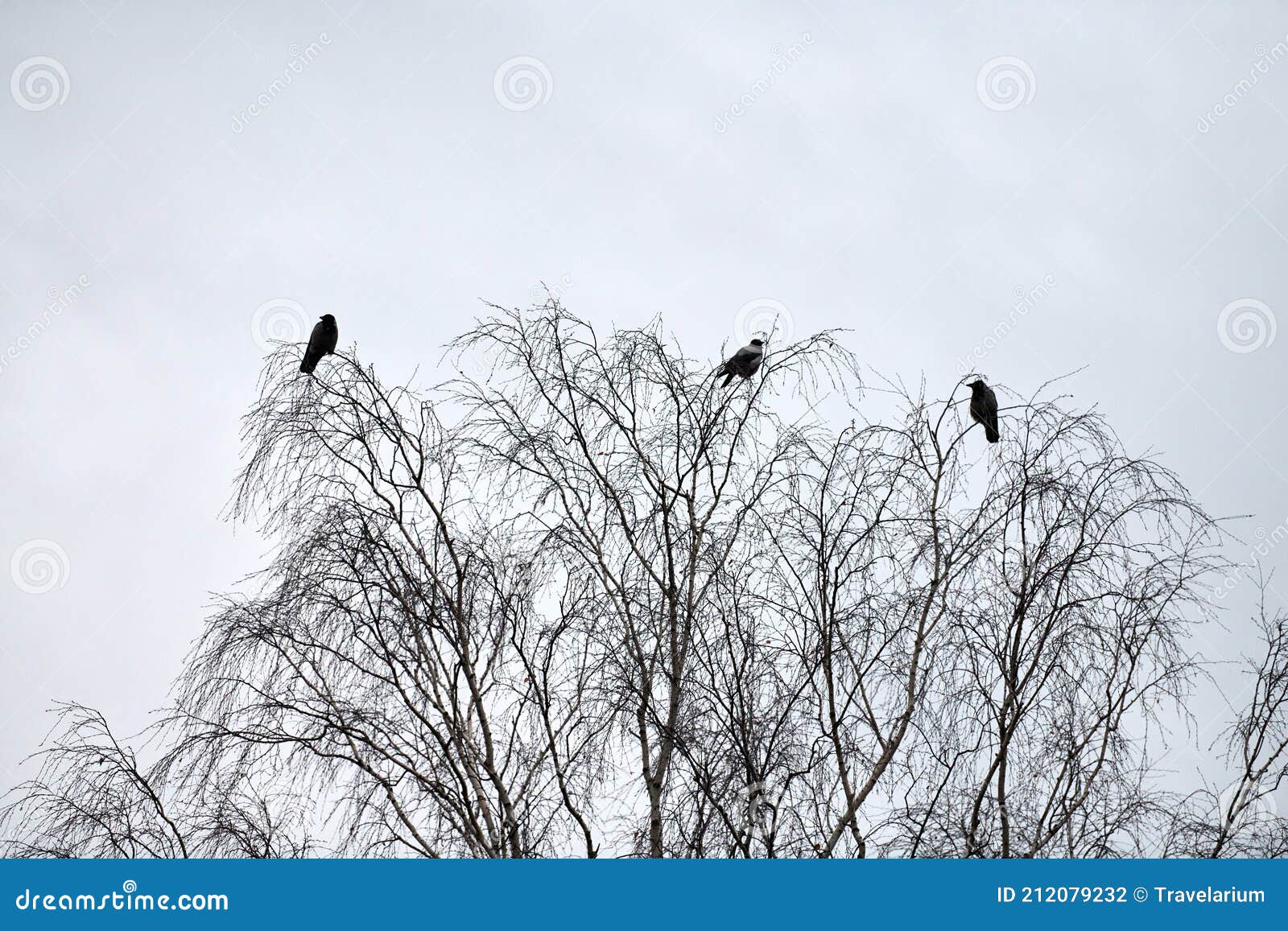 Three Crows Sitting on Tree Branches Stock Photo - Image of city, goth ...
