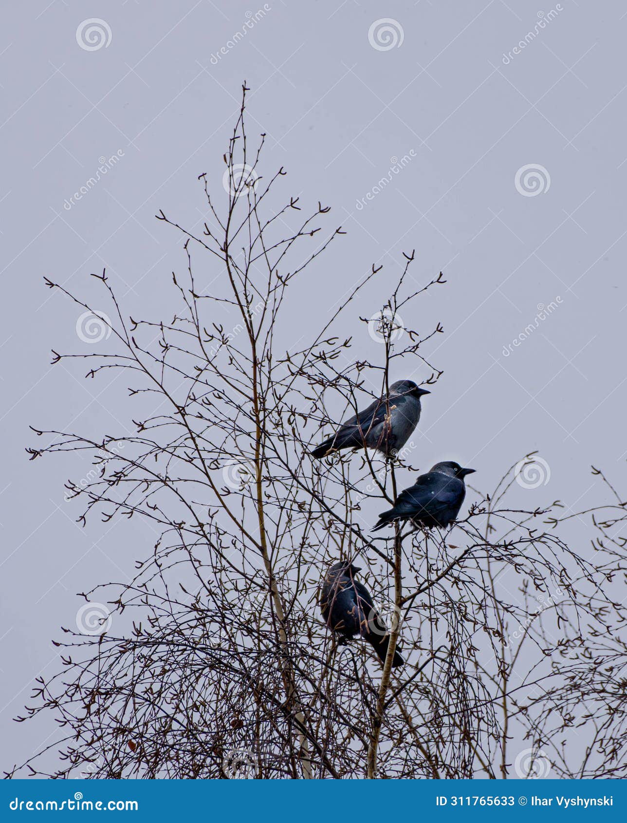 Three Crows Sitting on Tree Branches. Third Wheel Concept. Symbolism of ...