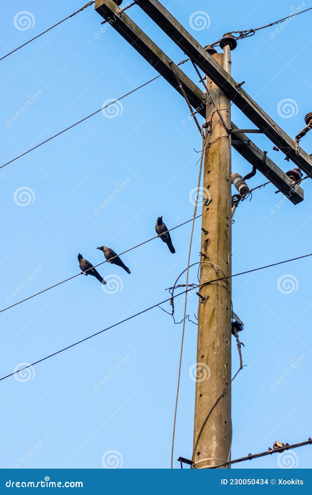 Three Crows are Sitting on a Wire of an Electricity Pole Stock Photo ...