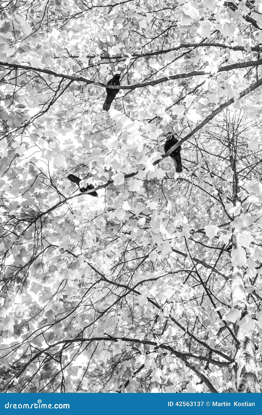 Three Crows stock image. Image of animals, caurinus, branches - 42563137