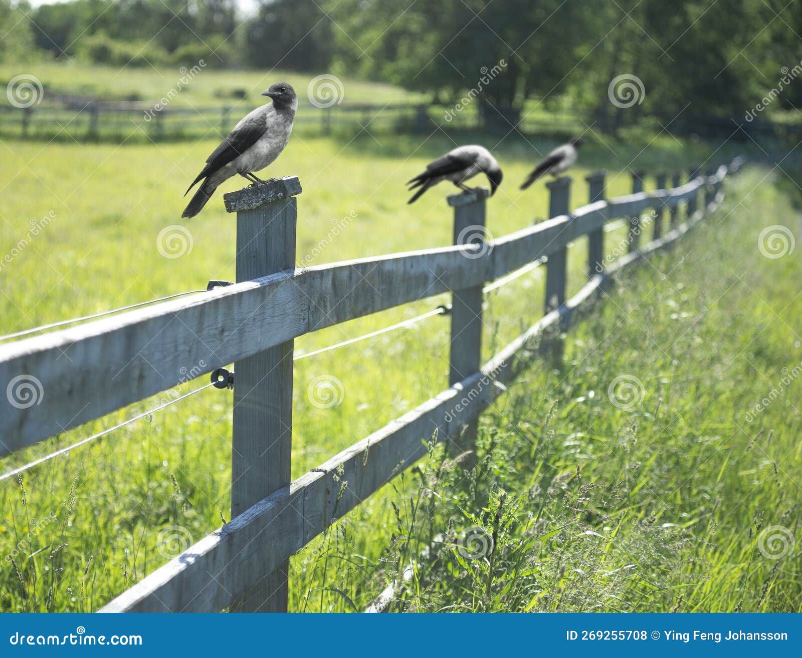 Three Crows Sitting On The Barb Wire Royalty-Free Stock Photo ...