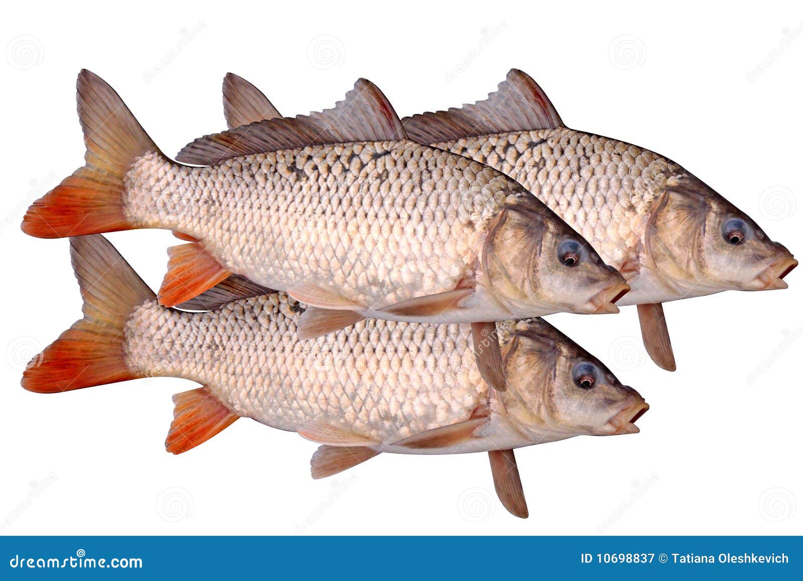 Three of Crucian Carp Fish Isolate Stock Image - Image of animal, fish ... Three of Crucian Carp Fish Isolate Stock Image - Image of animal, fish ...