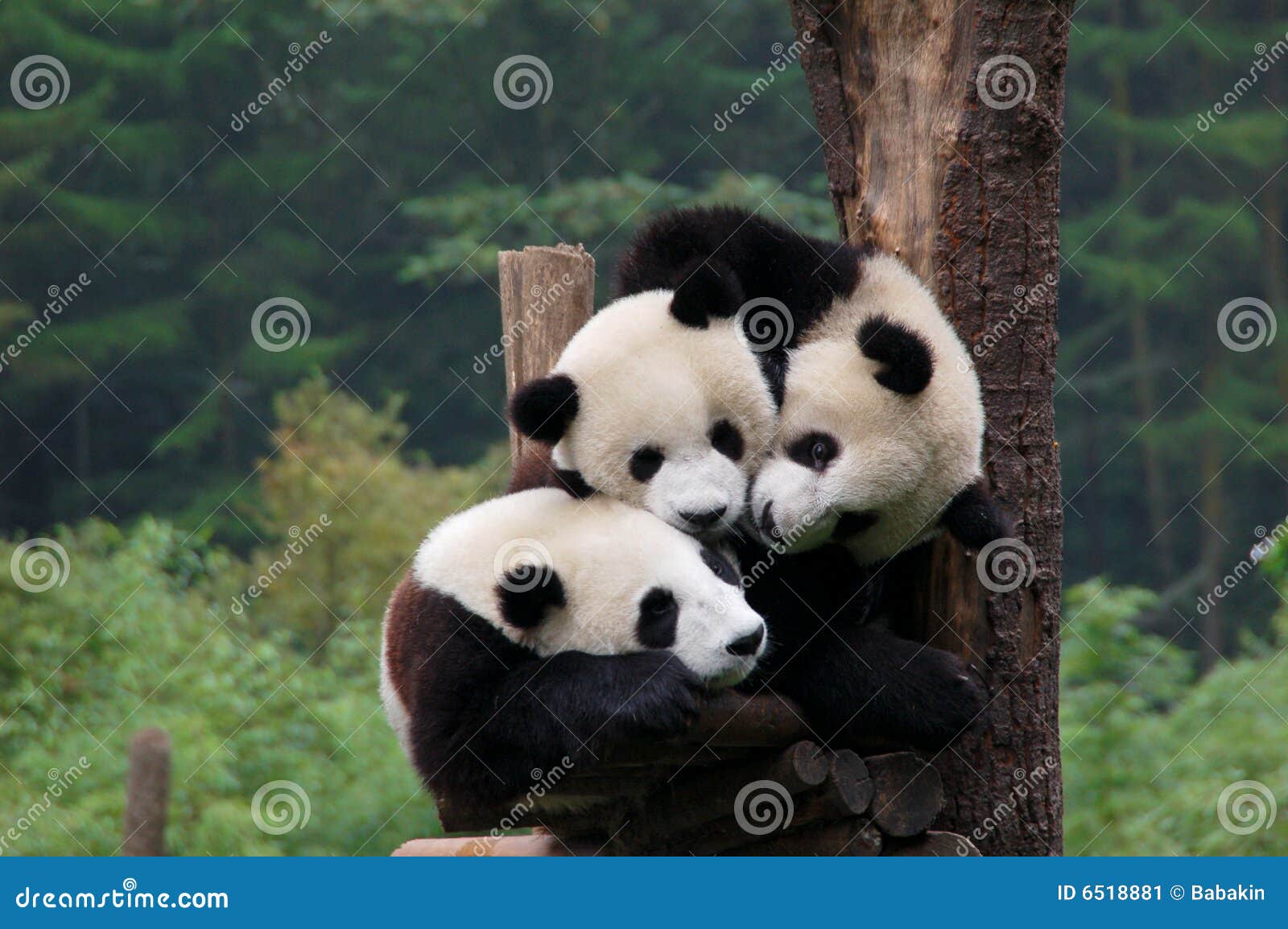 Three cuddly pandas stock image. Image of giant, wild - 6518881