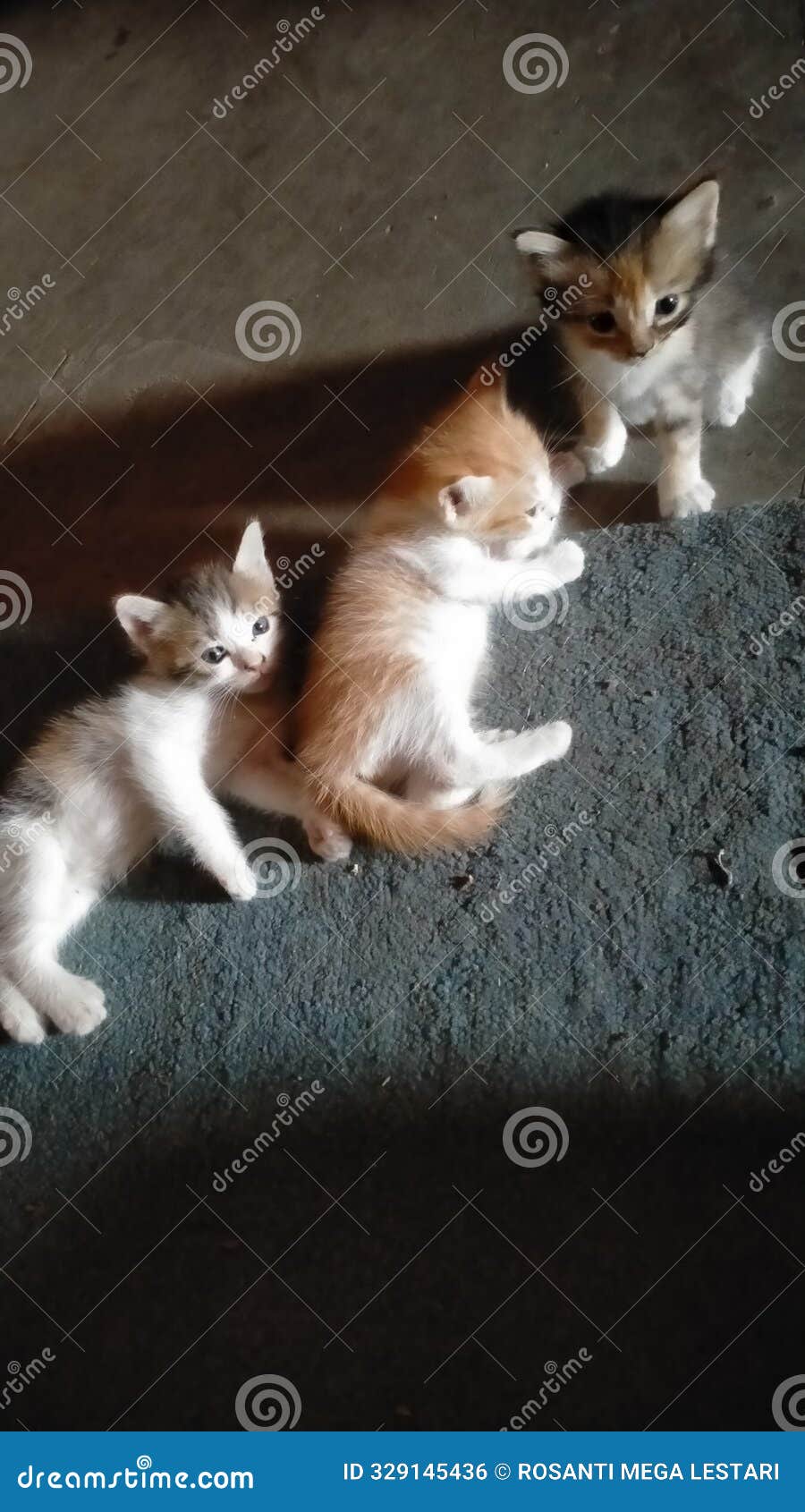 Three Cute and Adorable Kittens Stock Photo - Image of adorable ...