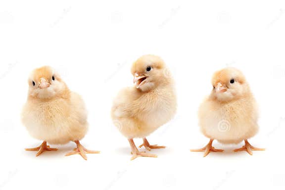 Three Cute Baby Chickens Chicks Stock Image - Image of soft, standing ...