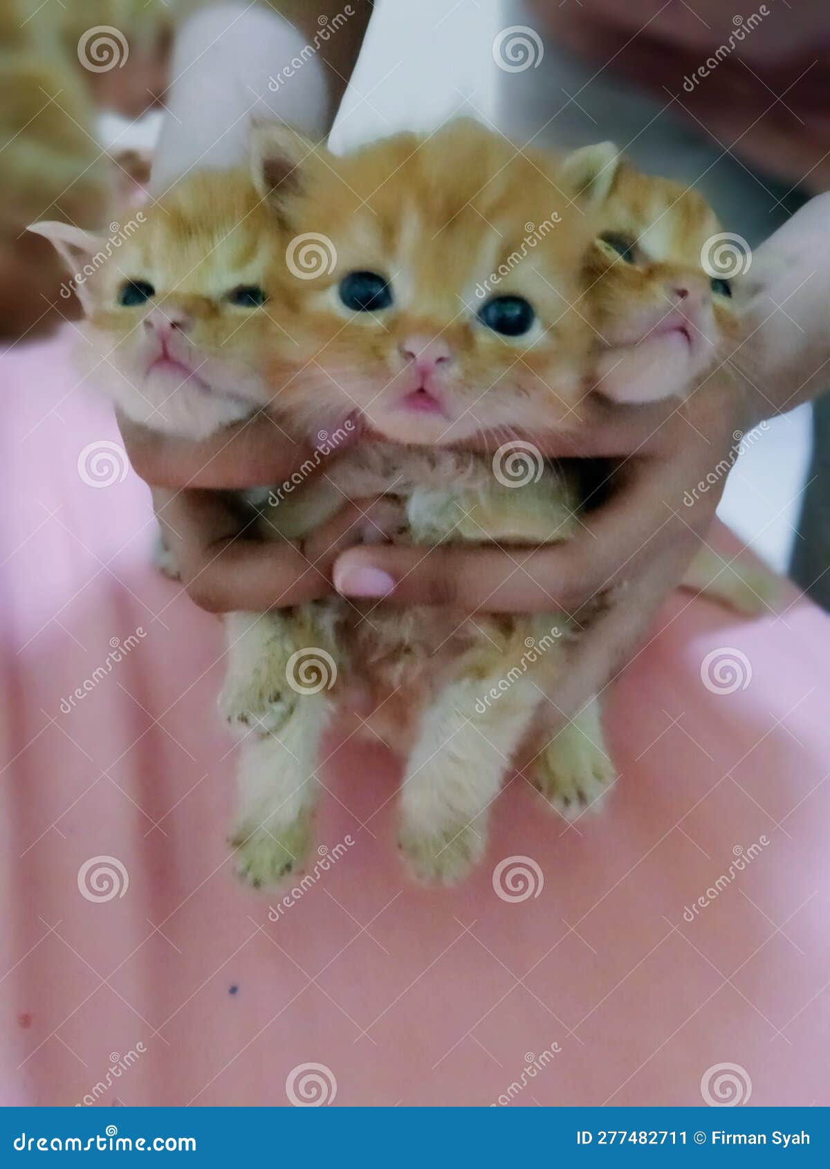 Three cute baby kittens stock image. Image of kittens - 277482711