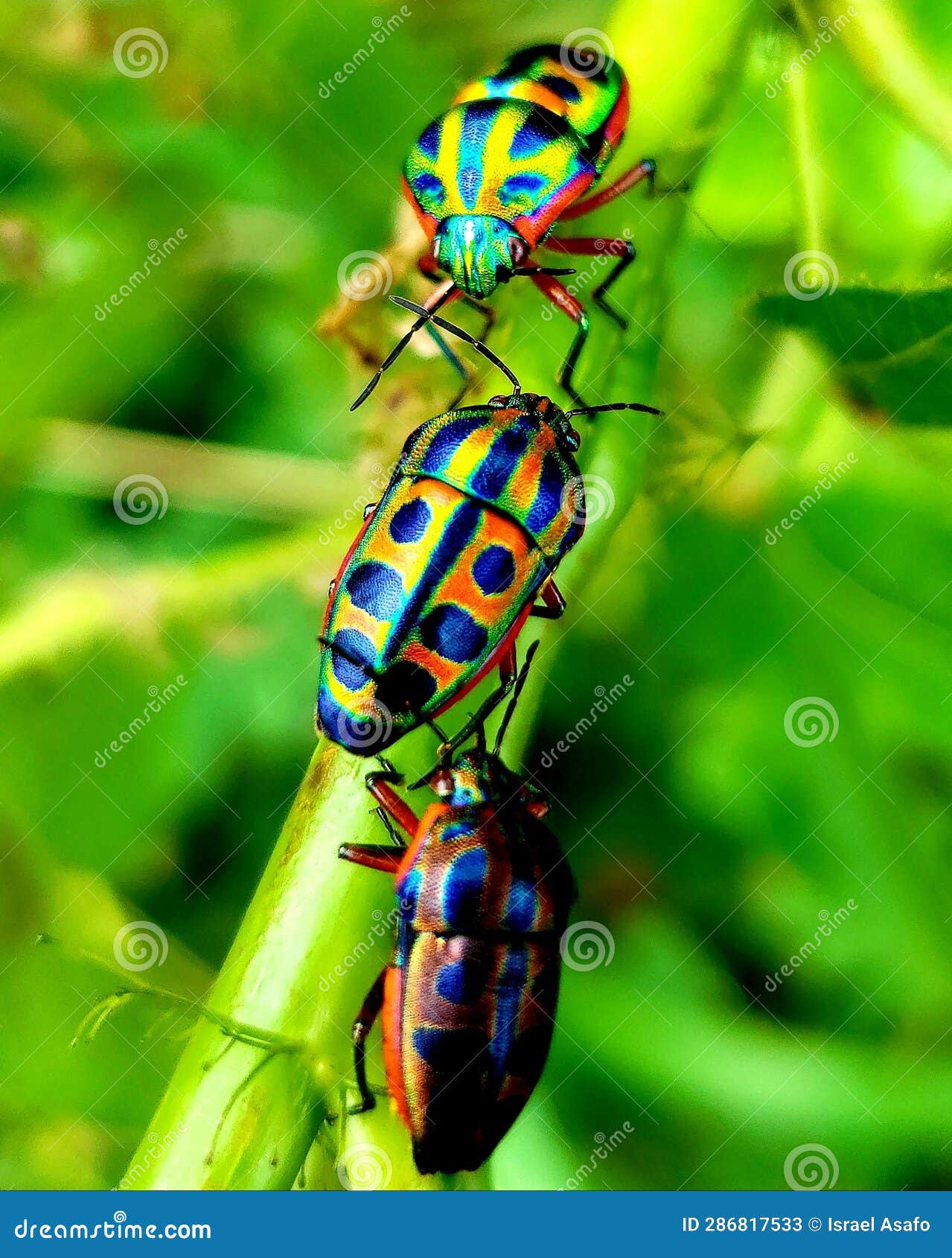 Cute Beetle On Pink Flower Royalty-Free Stock Photography ...