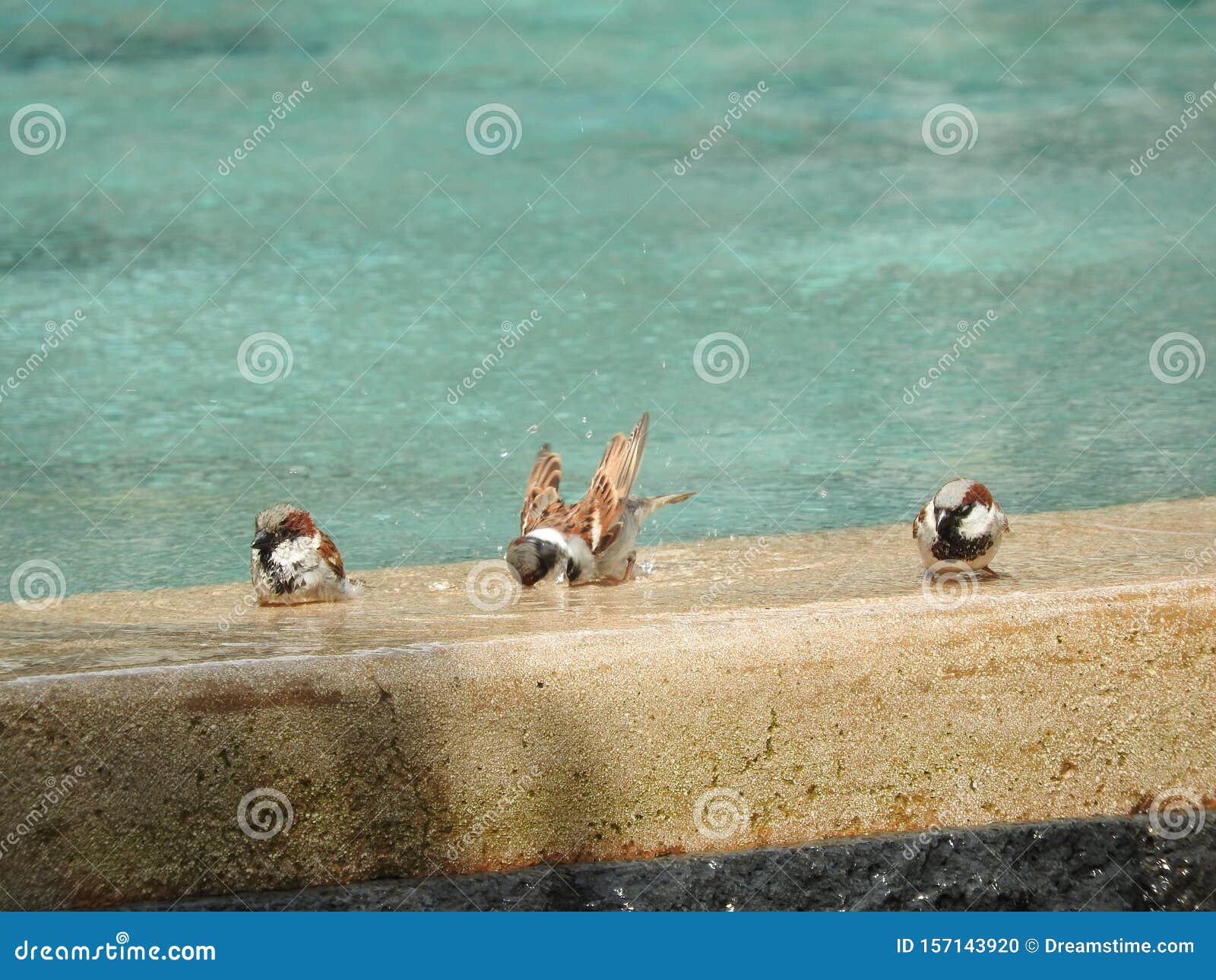 Three Cute Birds Taking a Bath in a Swimming Pool Stock Photo - Image ...