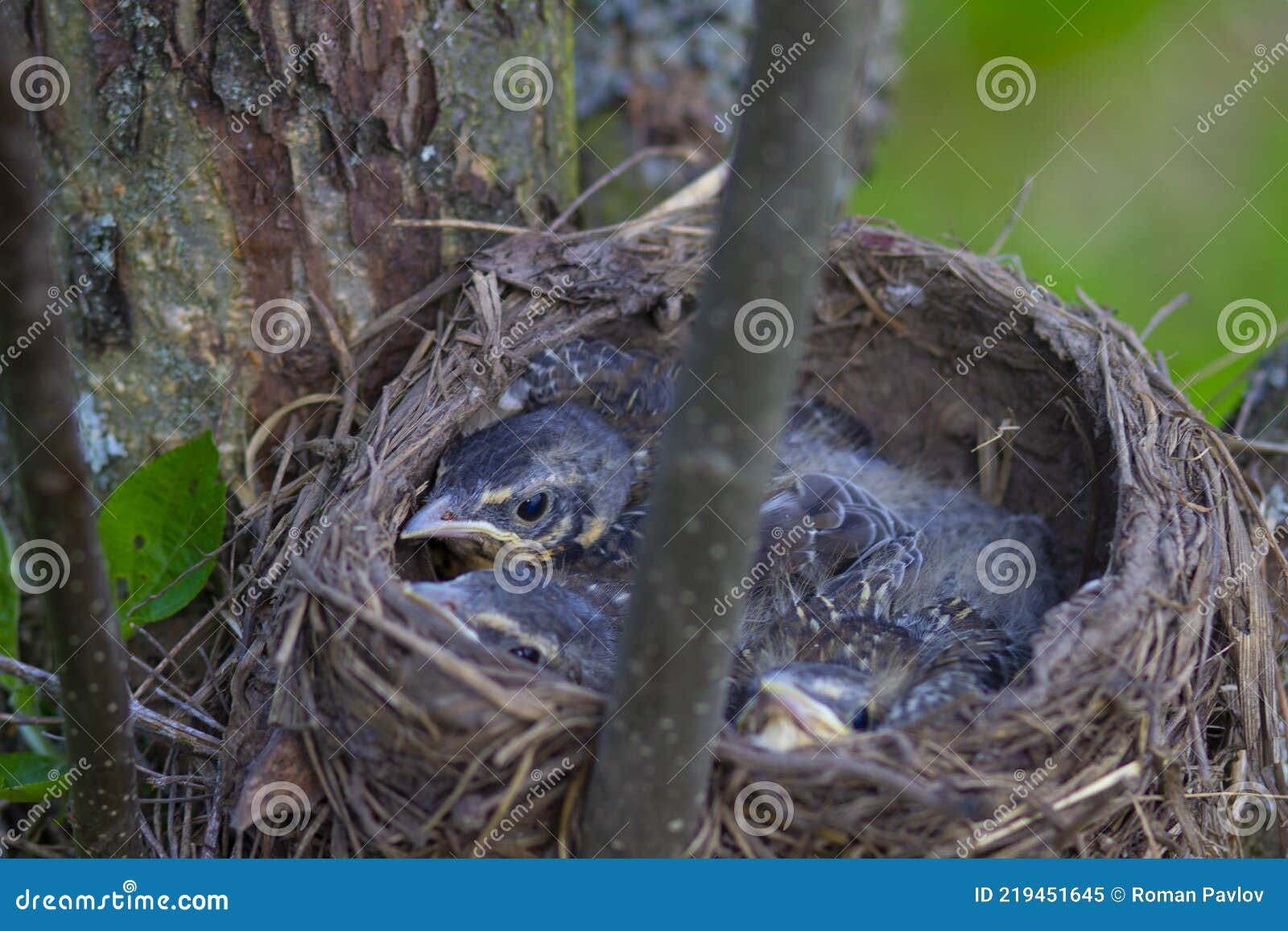 Three Cute Blackbird Chicks in a Hay Nest Stock Image - Image of moss ...