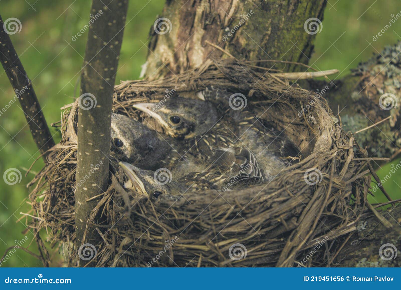 Three Cute Blackbird Chicks in a Hay Nest Stock Photo - Image of nest ...