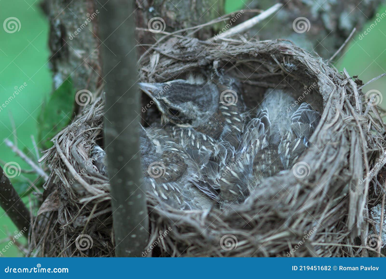 Three Cute Blackbird Chicks in a Hay Nest Stock Photo - Image of leaf ...