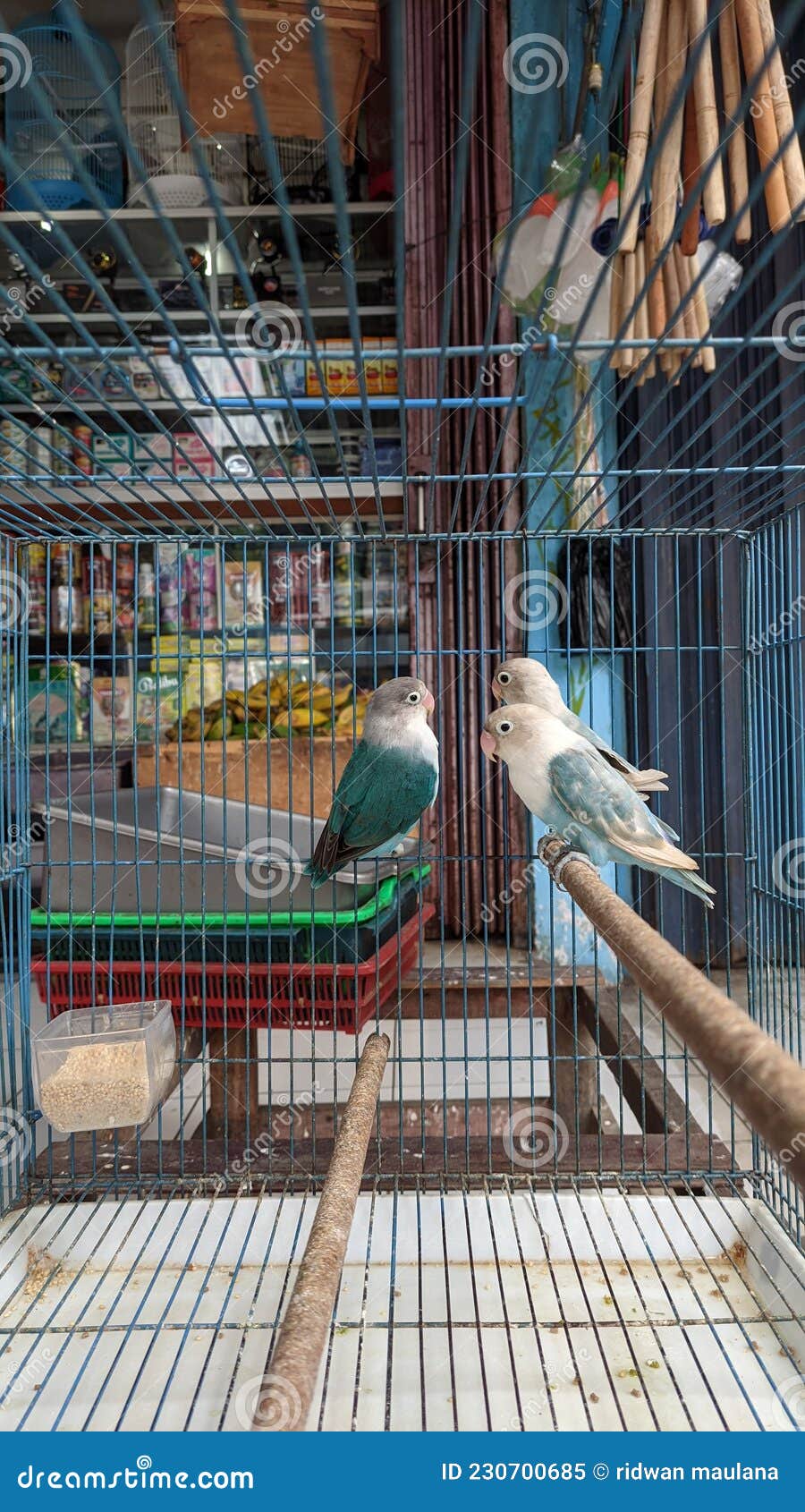 Three Cute Blue Birds in the Cage Stock Image - Image of birds, three ...