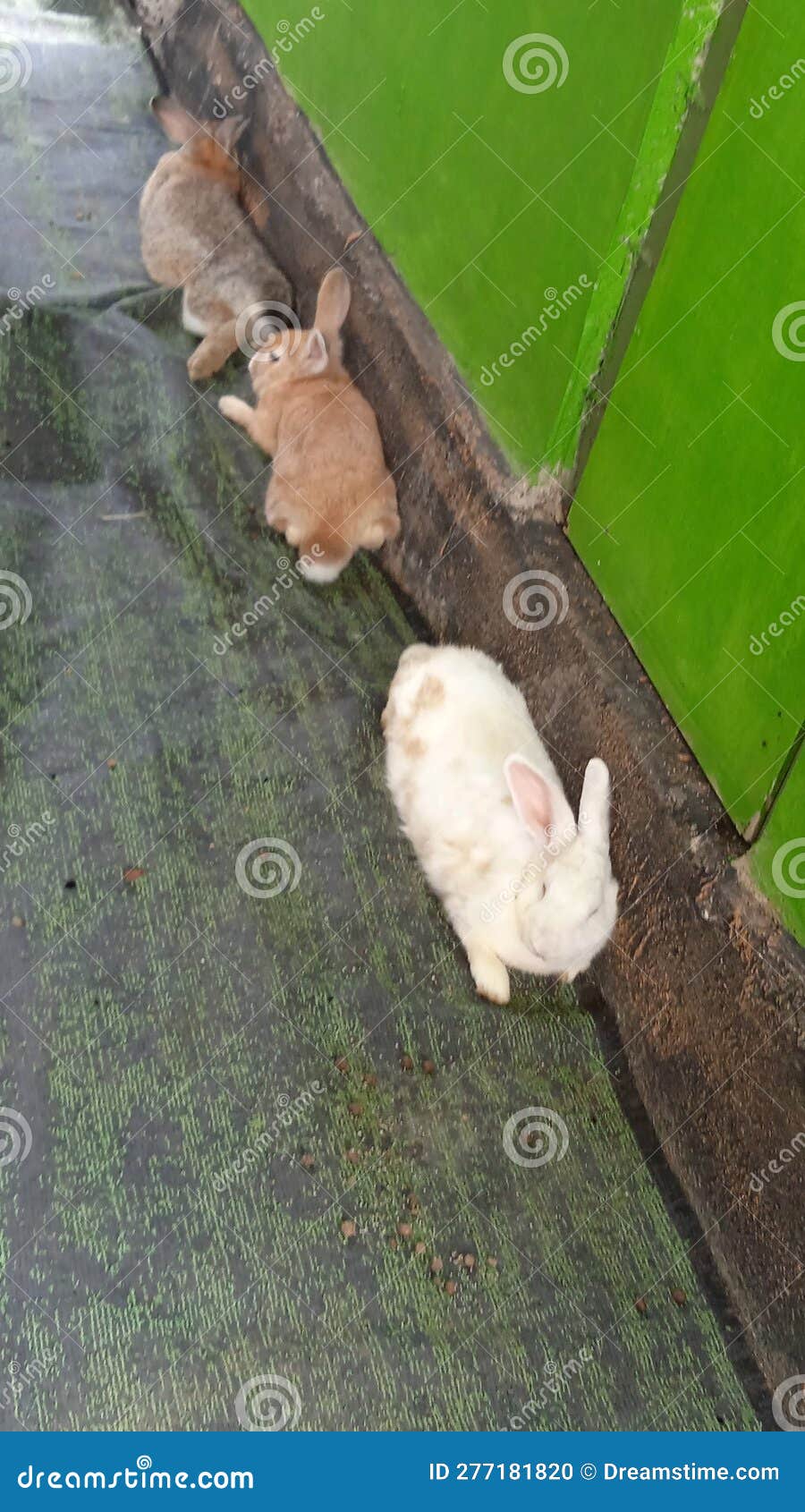 Three Cute Bunnies Running Arround Stock Photo - Image of three ...