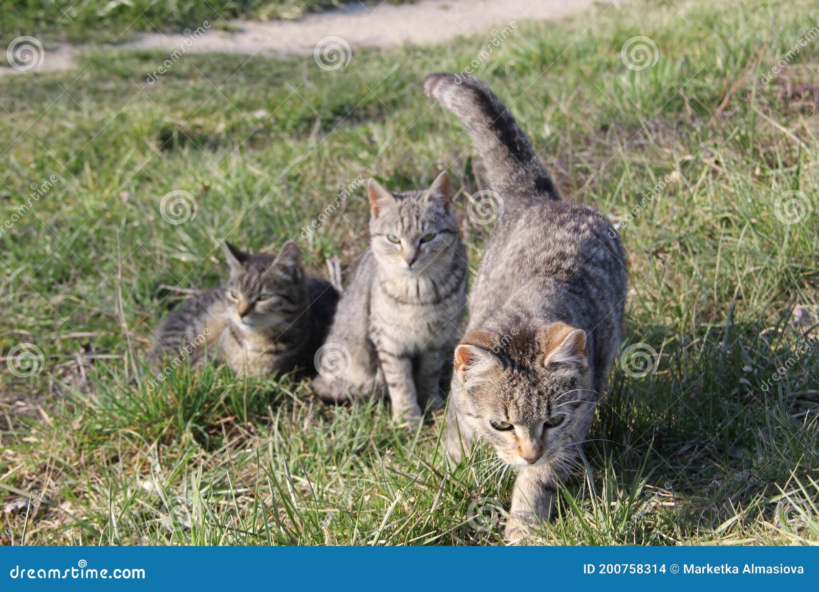 Three Cute cats stock photo. Image of grass, cute, grassland - 200758314