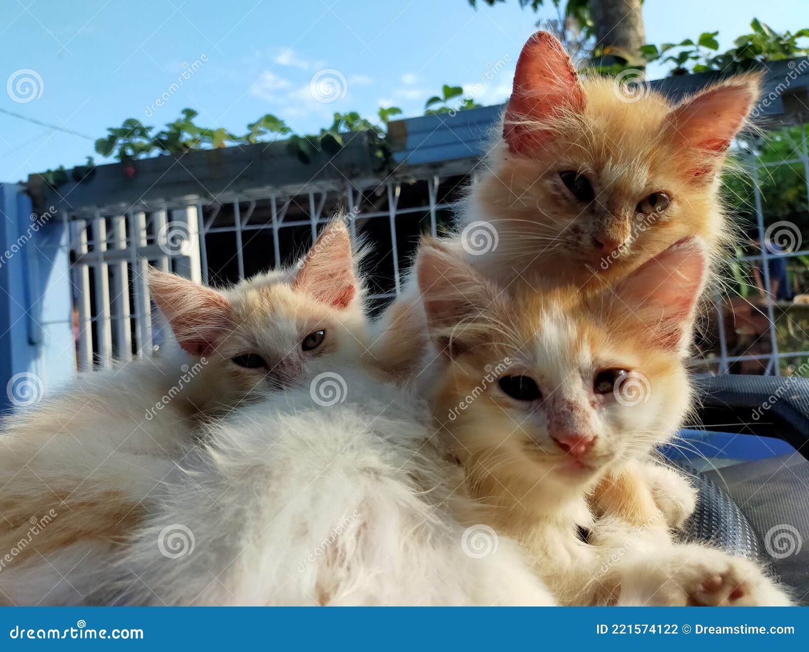 Three cute cats sunbathing stock photo. Image of skin - 221574122