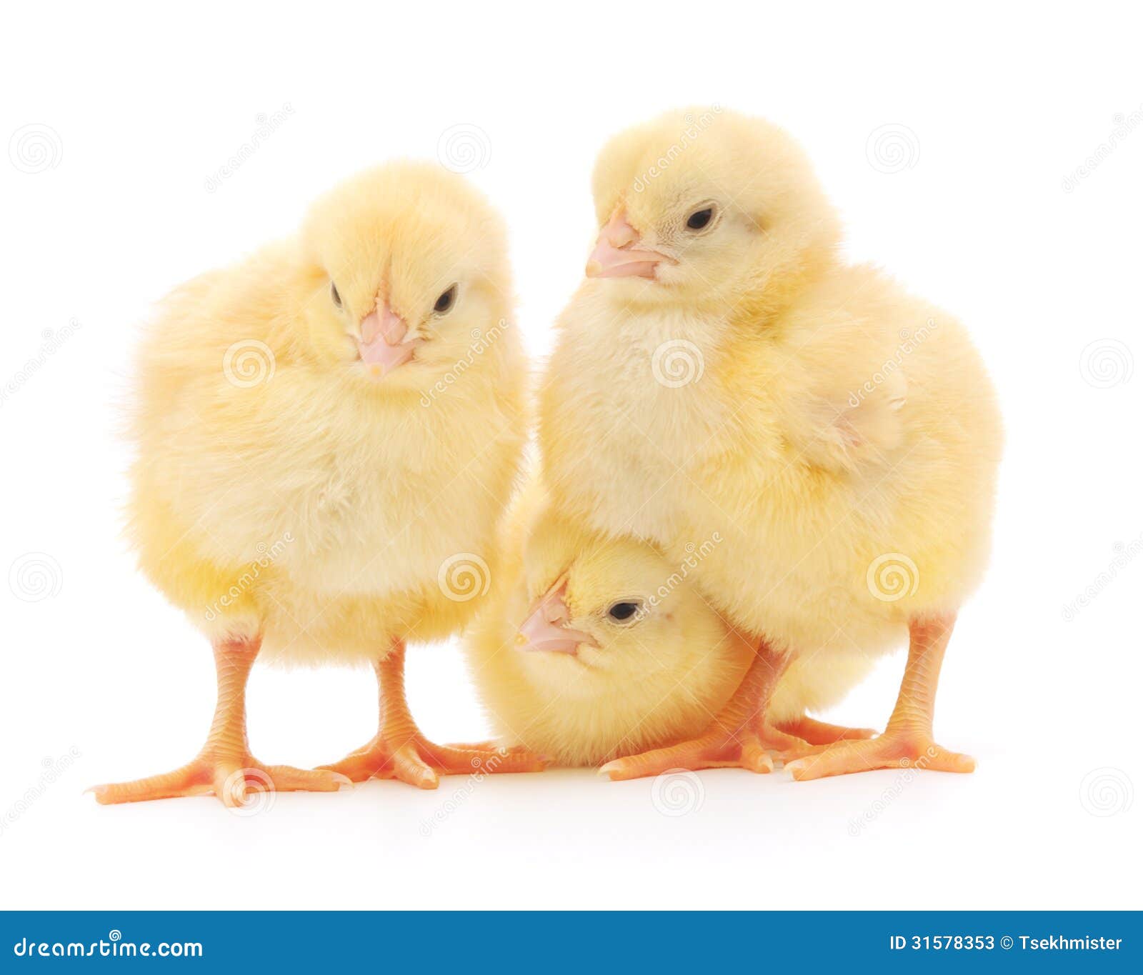 Three Cute Chicks Isolated on White Stock Image - Image of chicken ...