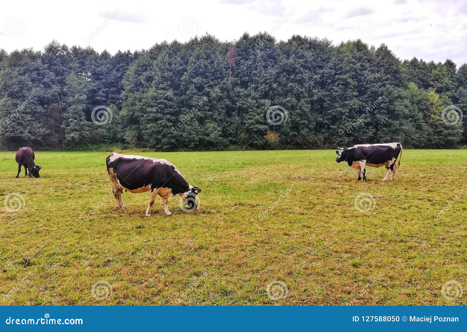 Three Cute Cows on a Meadow in Poland Stock Photo - Image of forest ...