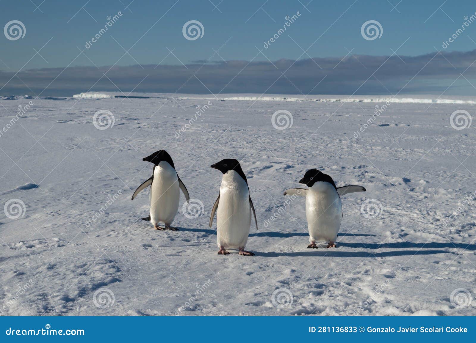 Three Cute and Curious Penguins Posing for the Camera Stock Image ...