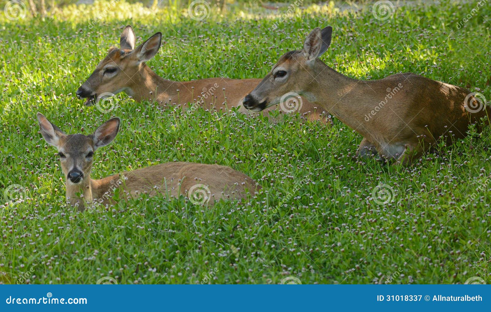 Three Cute Deer Resting in a Meadow with Flowers Stock Image - Image of ...