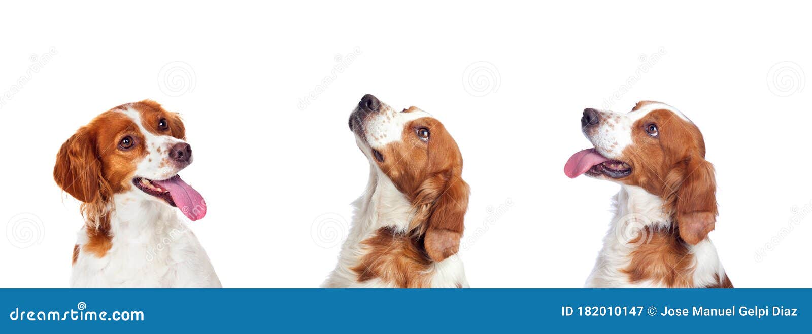 11,703 Three Cute Dog Stock Photos - Free & Royalty-Free Stock Photos ...