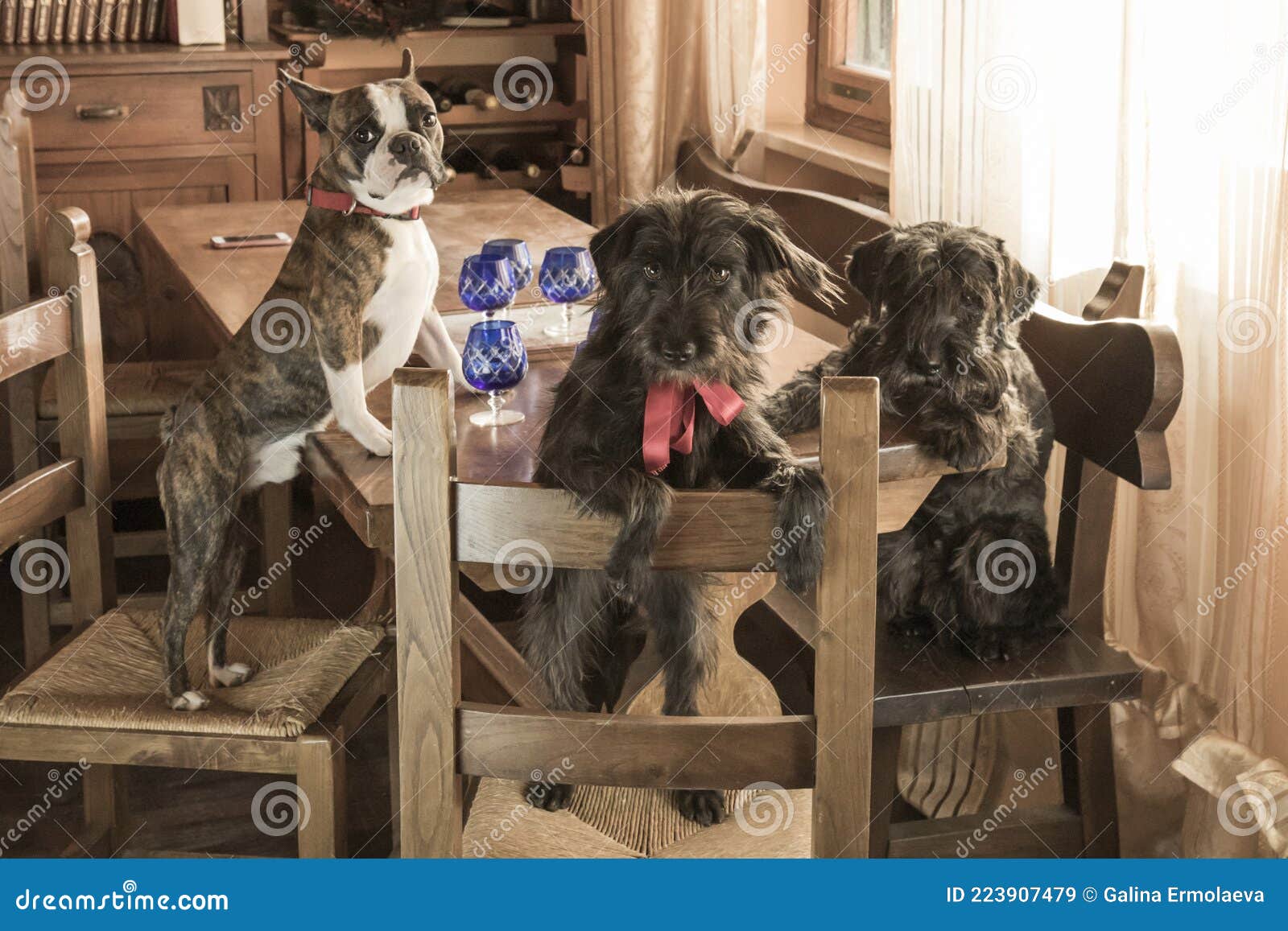 Three Cute Dogs at a Large Table Drinking Stock Image - Image of large ...