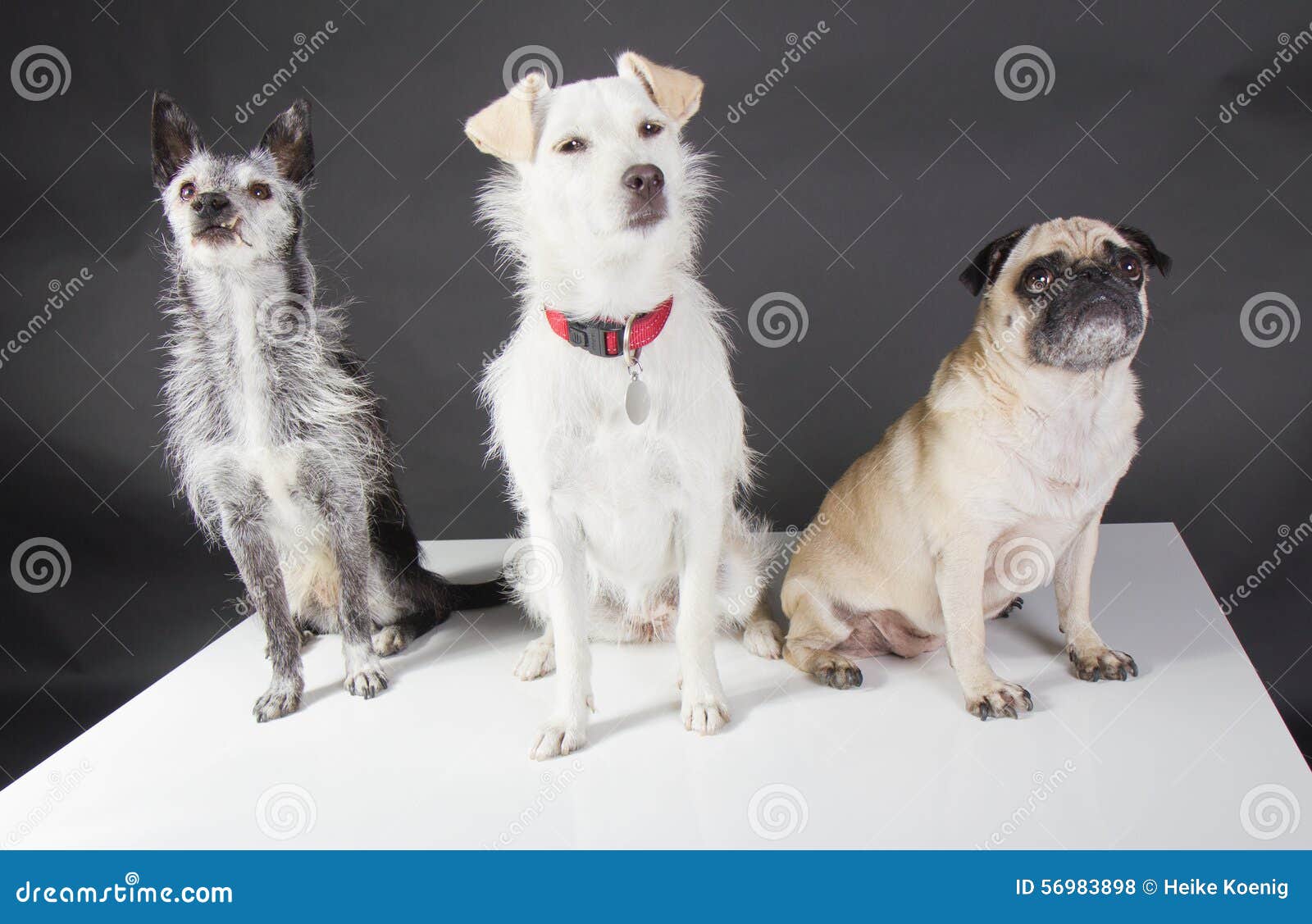 Three cute dogs stock photo. Image of breeding, domesticated - 56983898