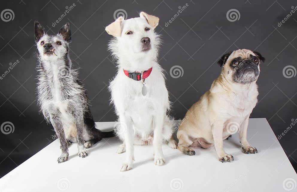 Three cute dogs stock photo. Image of breeding, domesticated - 56983898