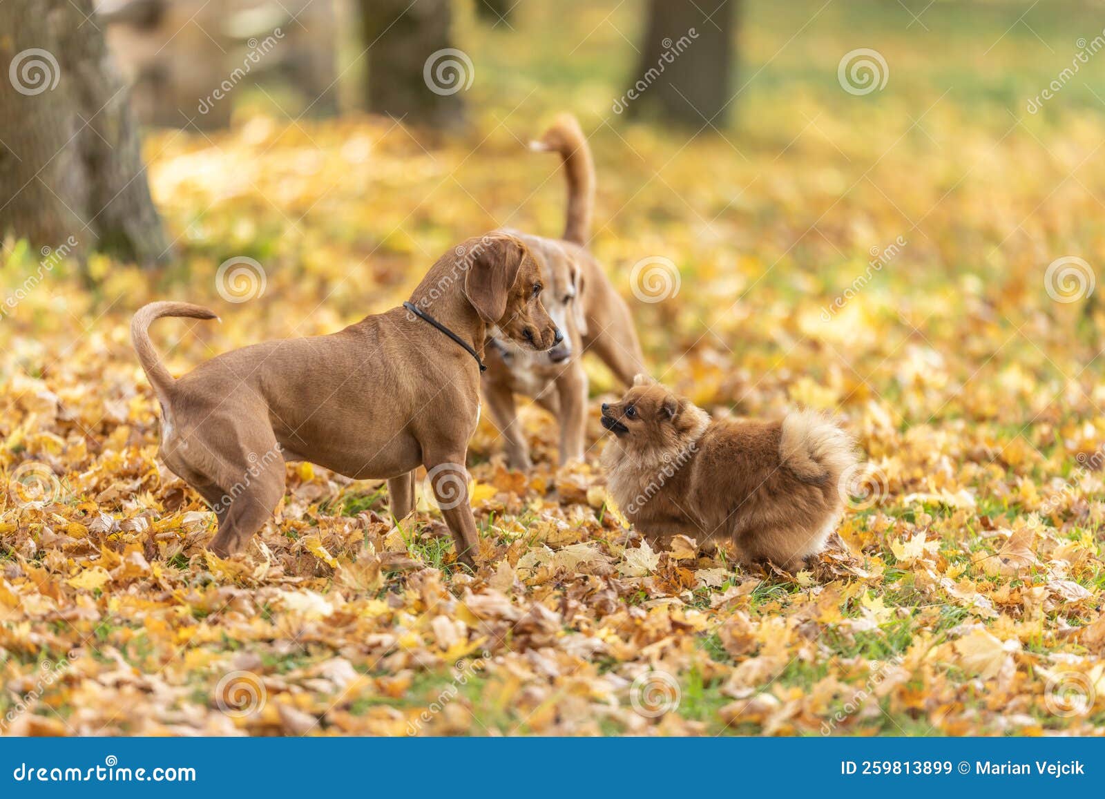 Three Cute Dogs are Playing in the Park Stock Image - Image of autumn ...