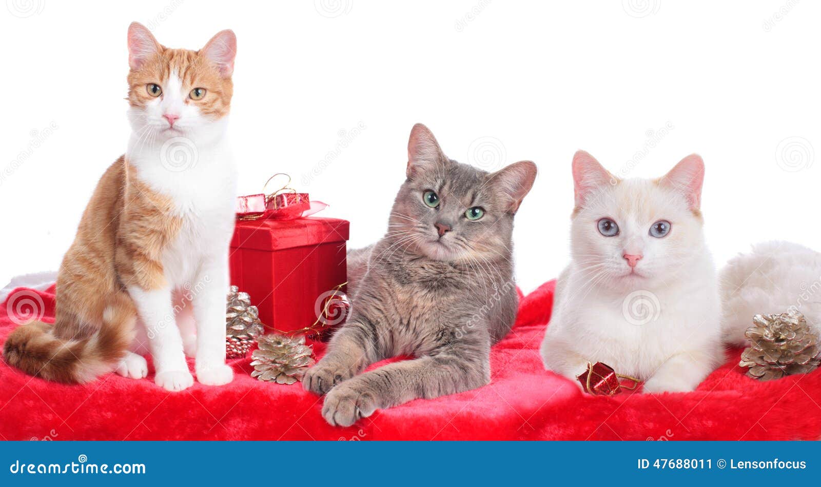 Three cute domestic cats stock image. Image of three - 47688011