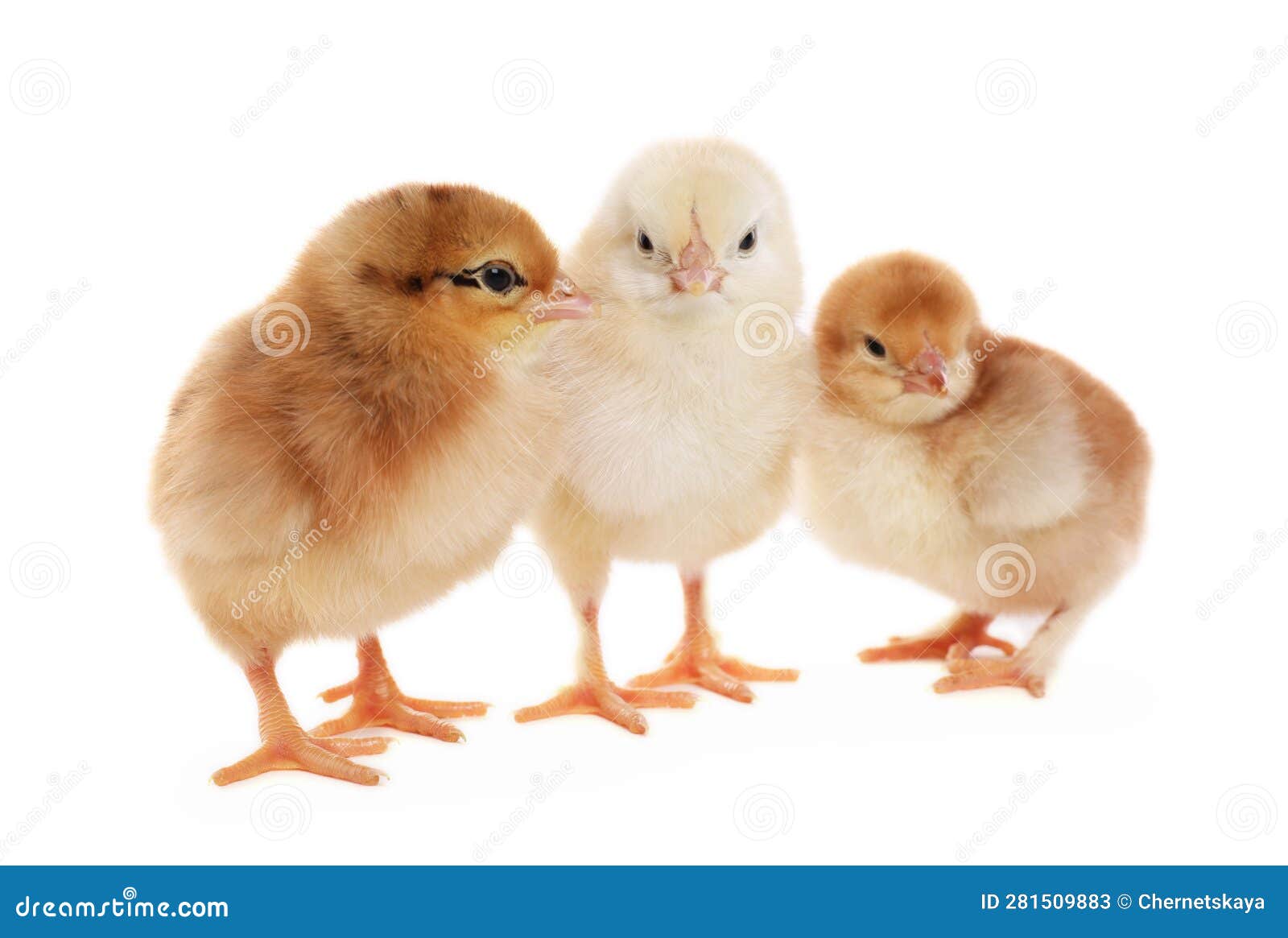 Three Cute Fluffy Chickens on White Background Stock Image - Image of ...