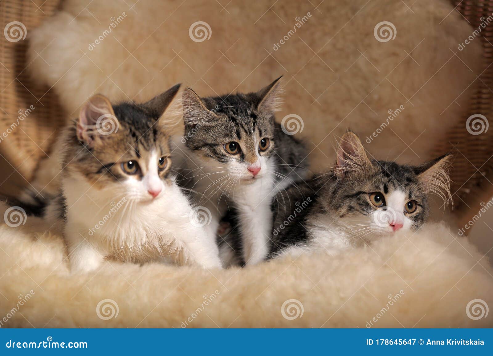 Three cute fluffy kittens stock image. Image of kitten - 178645647