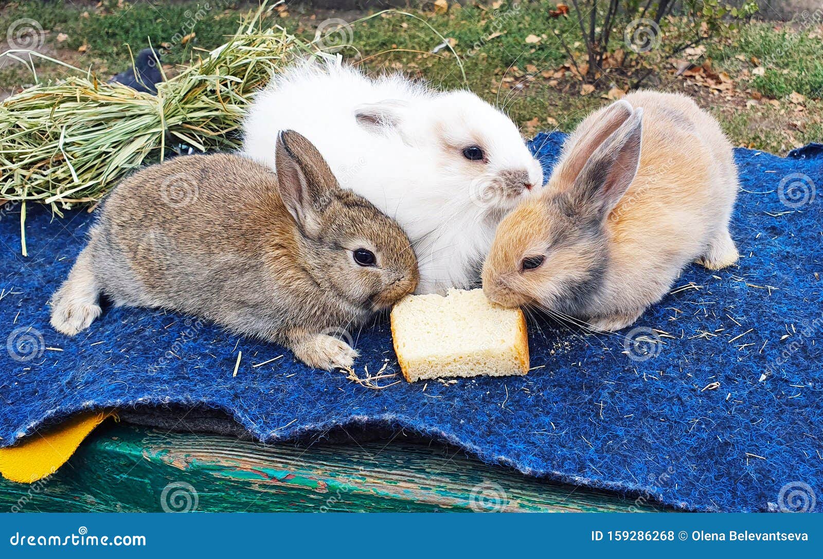 Three Cute Fluffy Rabbits Eat a Slice of Bread while Sitting on a Park ...