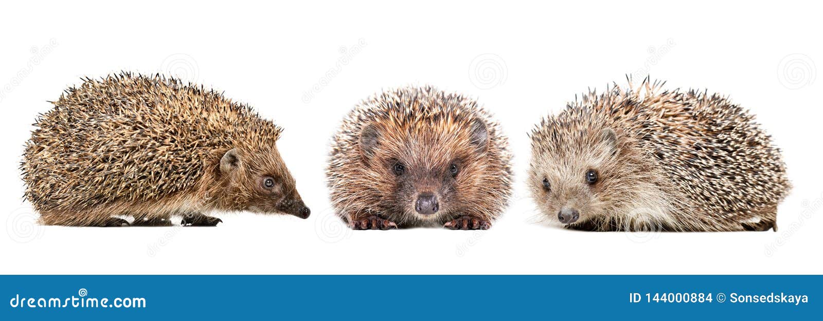 Three cute hedgehogs stock photo. Image of humor, hedgehog - 144000884