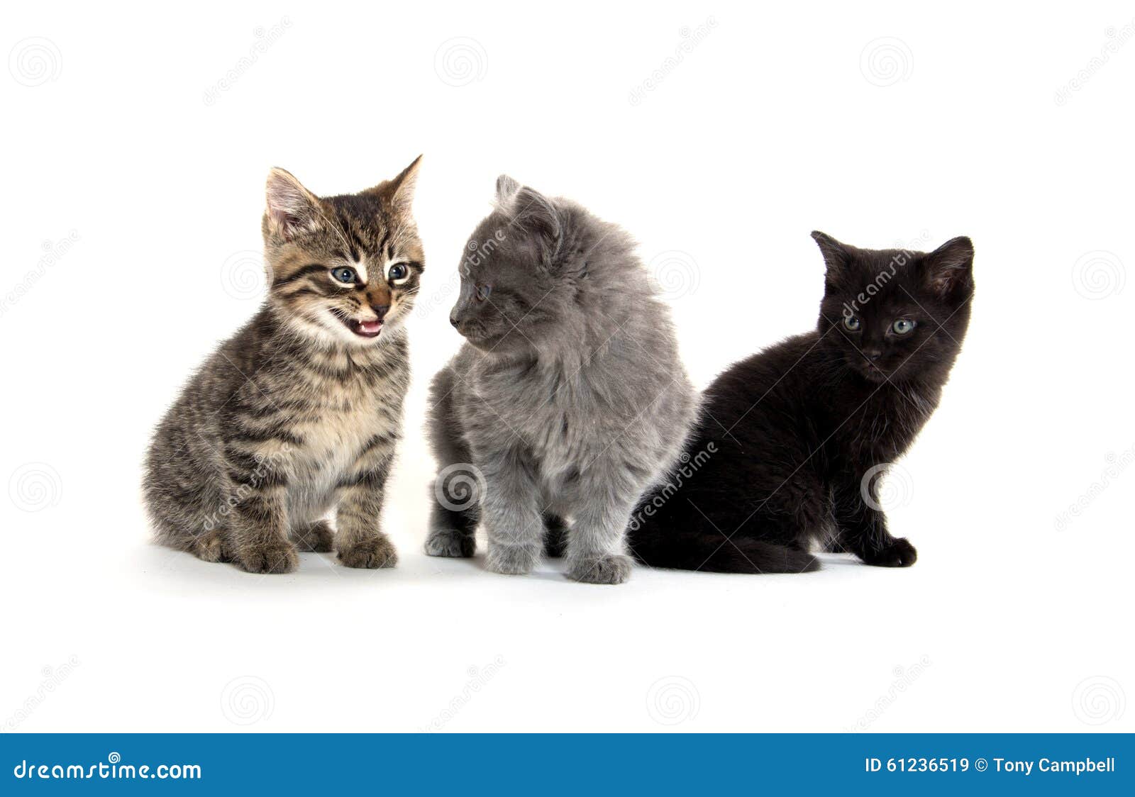 Three cute kittens stock image. Image of isolated, hair - 61236519