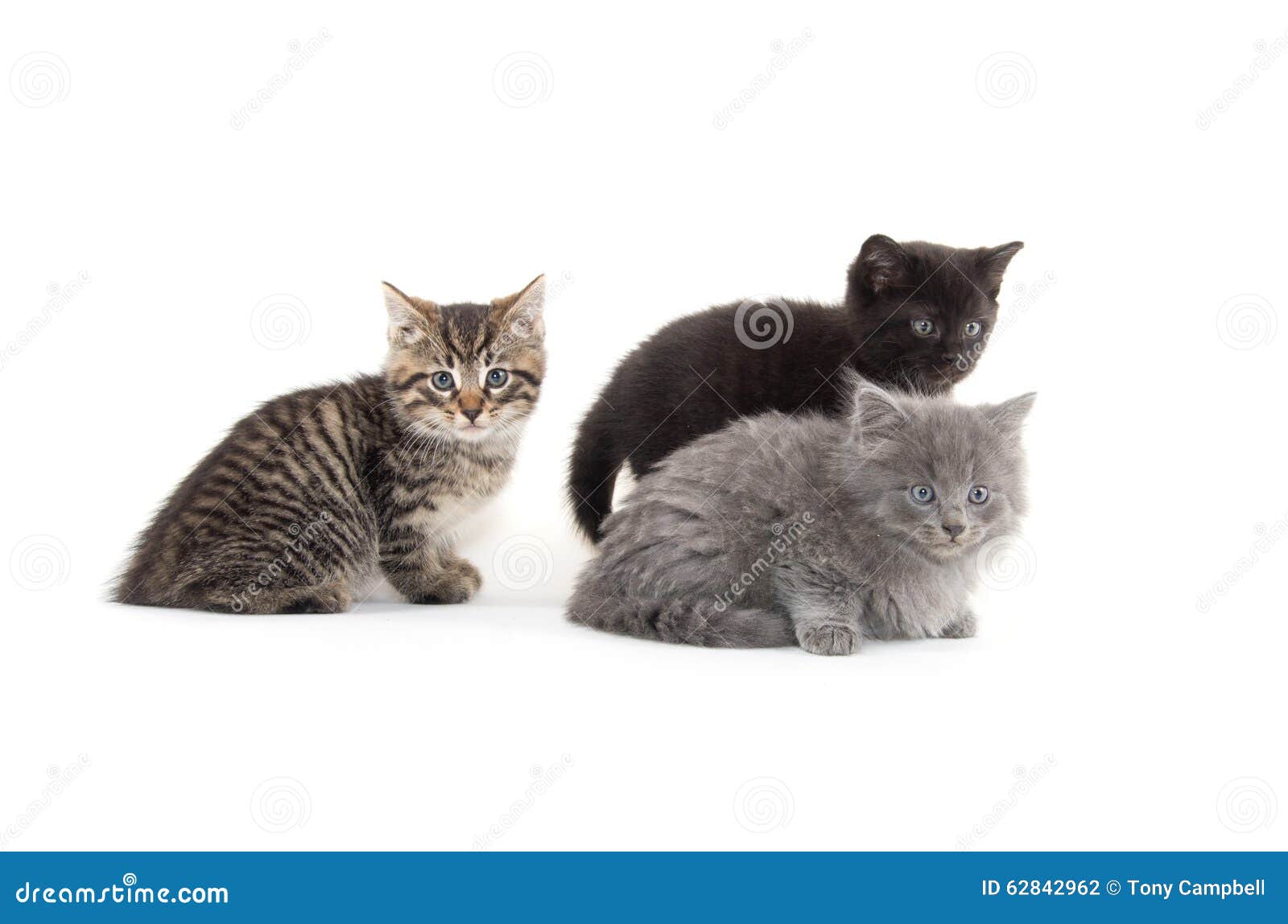 Three cute kittens stock photo. Image of adorable, three - 62842962