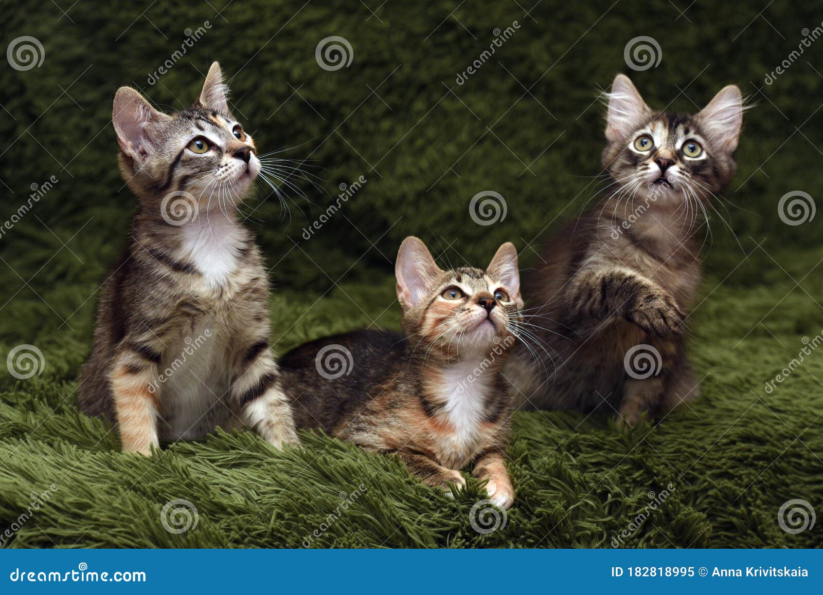 Three Cute Kittens on a Green Stock Image - Image of nature, cute ...