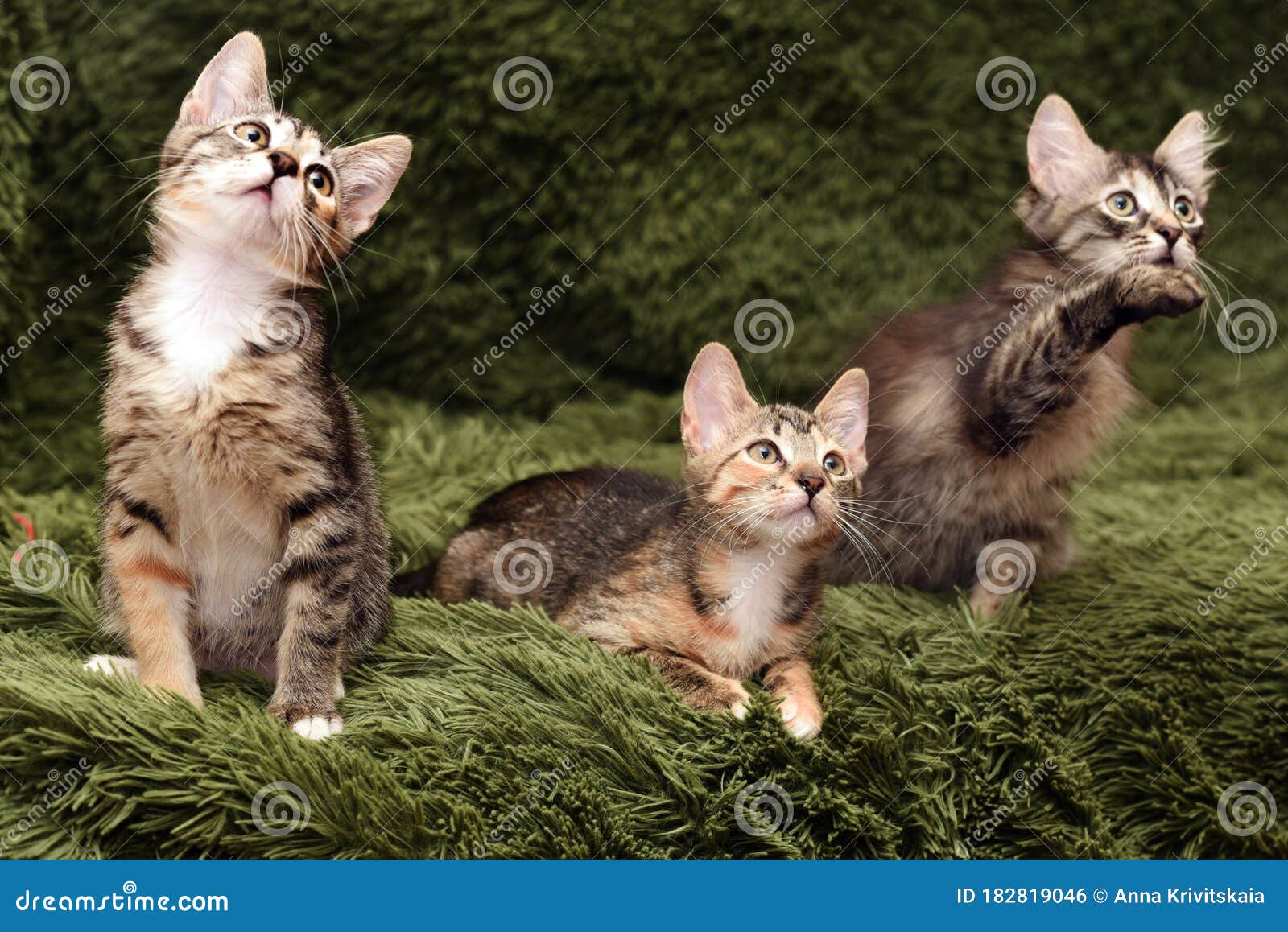 Three Cute Kittens on a Green Stock Photo - Image of cats, green: 182819046
