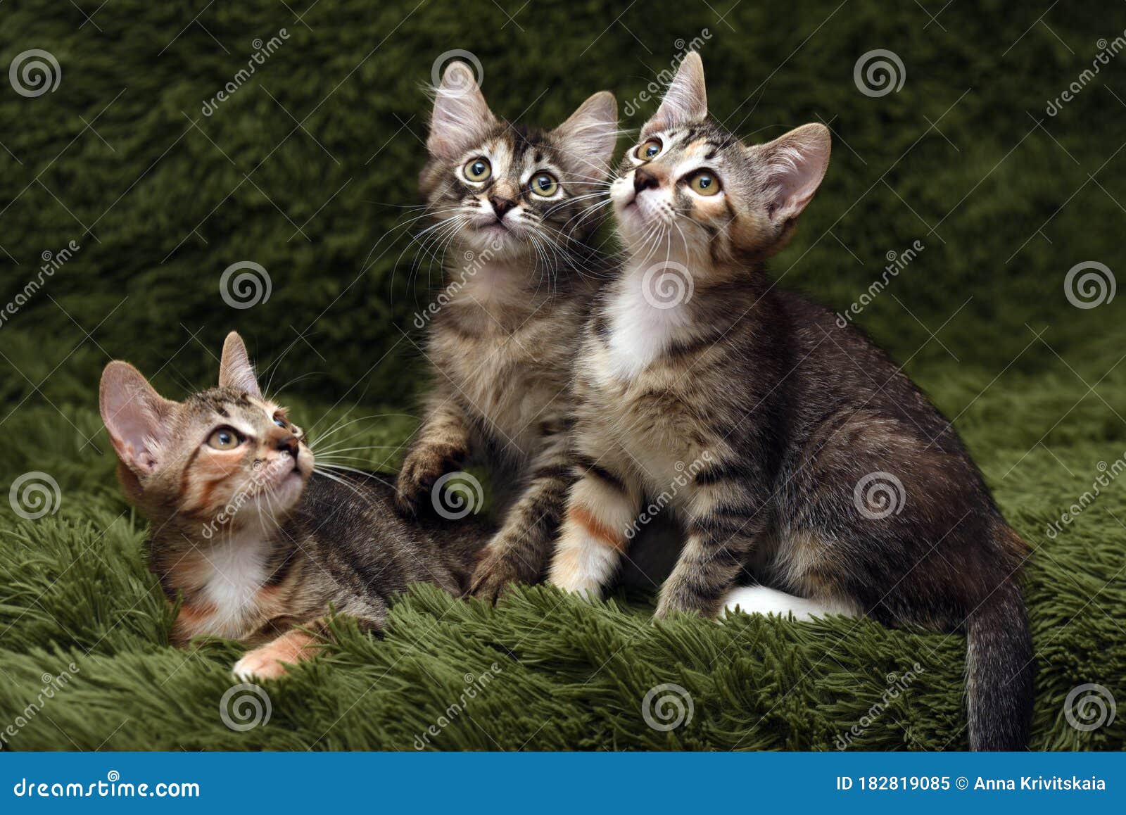 Three Cute Kittens on a Green Stock Image - Image of lovable, childhood ...